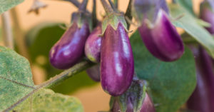 Best Fertilizer For Eggplants | When To Feed Your Eggplants - The Garden Magazine
