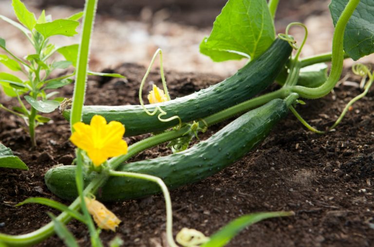 Japanese Cucumber Growing Guide - The Garden Magazine