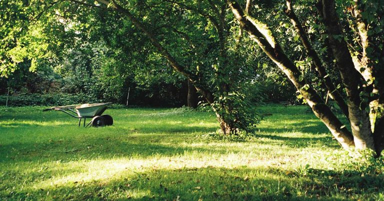 How To Grow Grass Under A Tree