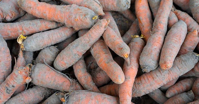 How To Store Carrots Fresh Picked From Your Garden