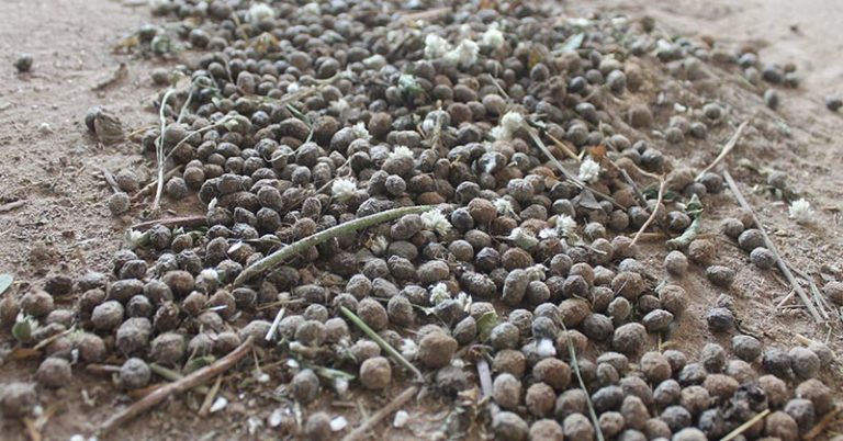 How To Use Rabbit Manure As Fertilizer - The Garden Magazine