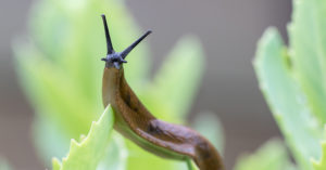 Why Salt Kills Slugs (And Why You Should Never Salt A Slug) - The ...