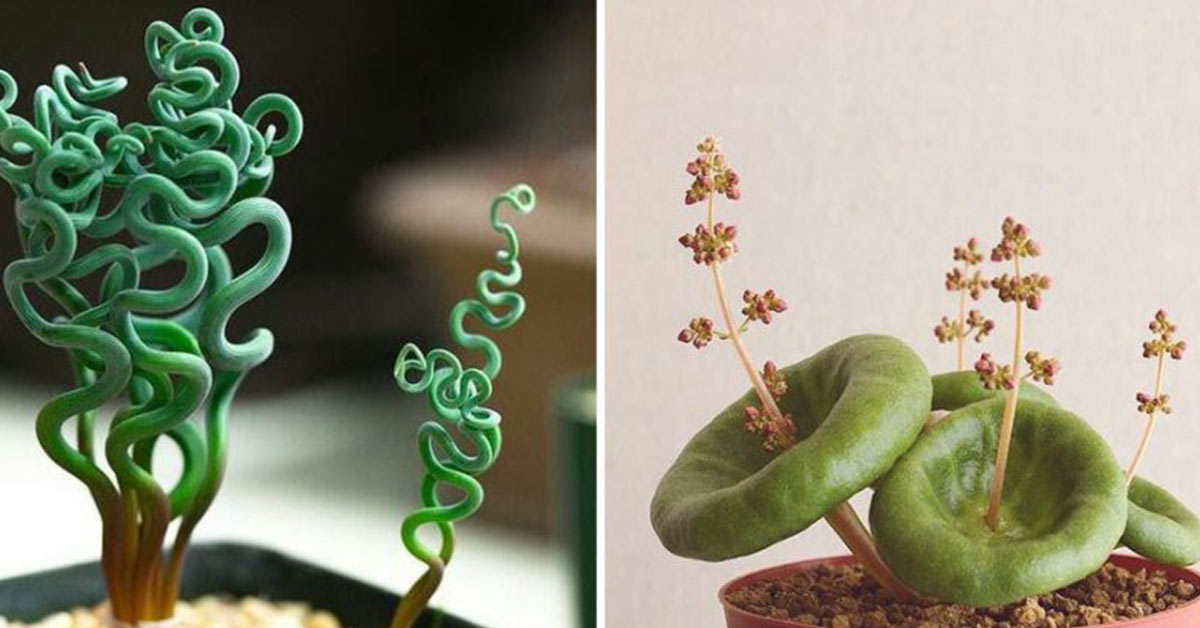 10 Weird and Wonderful Plants and Flowers - The Garden Magazine