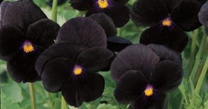 15 Stunning Black Flowers For Your Garden - The Garden Magazine
