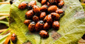 How To Attract Ladybugs To Your Garden - The Garden Magazine