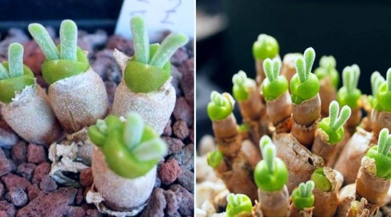 Bunny Succulents Are The Adorable Houseplant With Bunny Ears