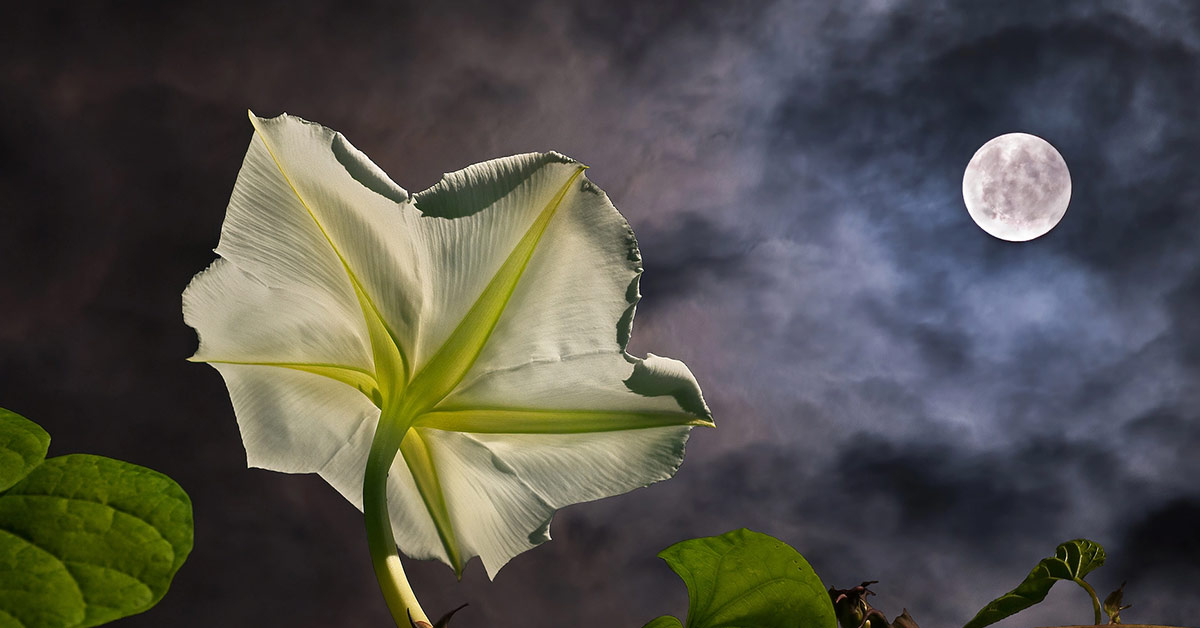 How To Plant A Magical Moon Garden For Summer Nights