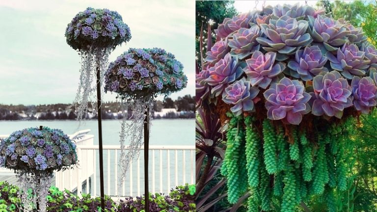 Jellyfish Succulents Growing Guide - The Garden Magazine