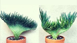 These Mermaid Tail Succulents Bring The The Sea To Your Home