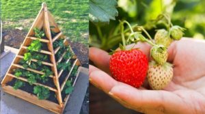 How To Build A Pyramid Planter For Vertical Gardening