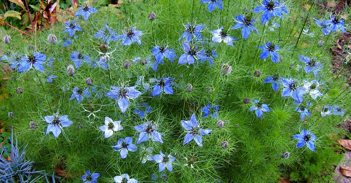 18 Self-Seeding Annuals + 15 Perennials That Spread Like Crazy - The ...