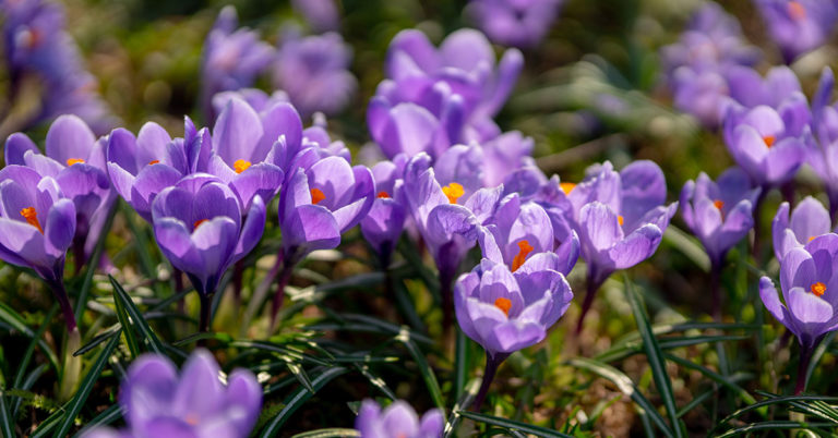 10 Fall-Blooming Perennials to Enjoy in October - The Garden Magazine