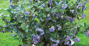 Northland Blueberry Growing & Care - The Garden Magazine