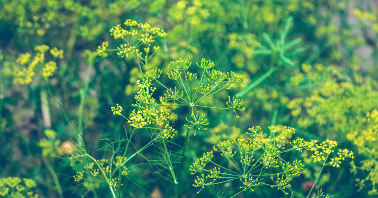 18 Self-Seeding Annuals + 15 Perennials That Spread Like Crazy - The ...