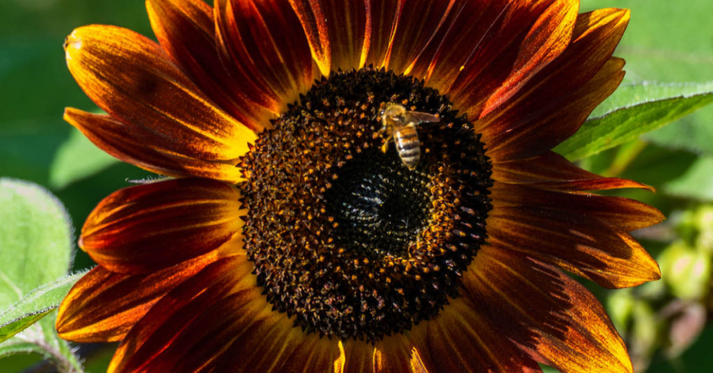 Chocolate Cherry Sunflower Growing Guide - The Garden Magazine