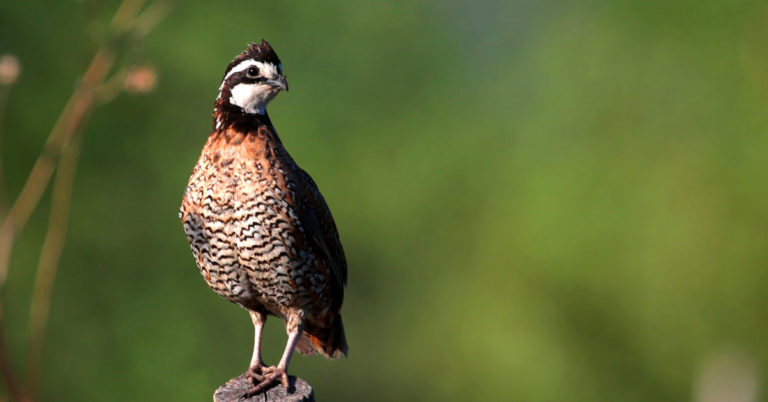 Bobwhite Quail Breed & Care Guide - The Garden Magazine