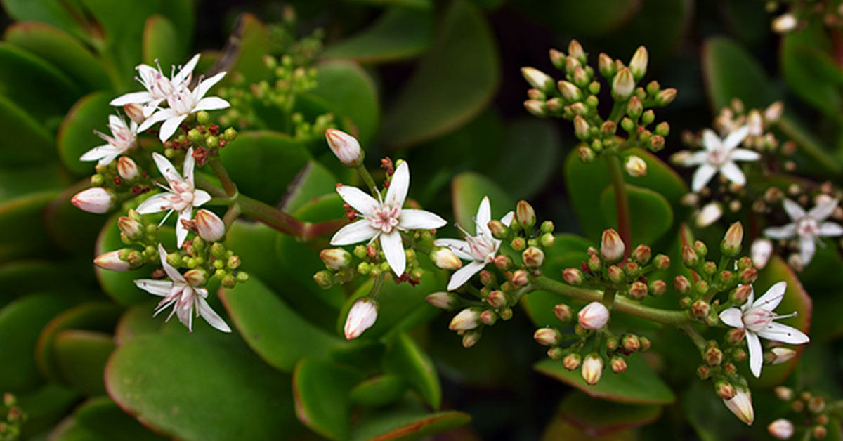 How To Propagate A Jade Plant From Cutting - The Garden Magazine