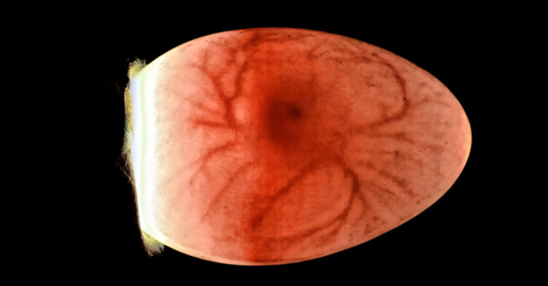 Comprehensive Guide To Incubating Turkey Eggs - The Garden Magazine