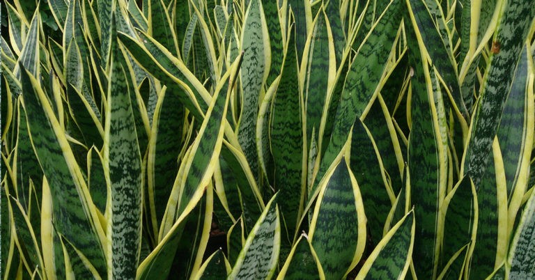 10 Plants With Striped Leaves - The Garden Magazine