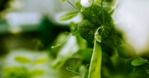 Best Fertilizer For Peas | When To Feed Peas - The Garden Magazine