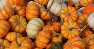 Jack Be Little Pumpkins Growing Guide And Tips - The Garden Magazine
