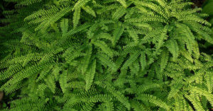 How To Get Rid Of Ferns On Your Property - The Garden Magazine