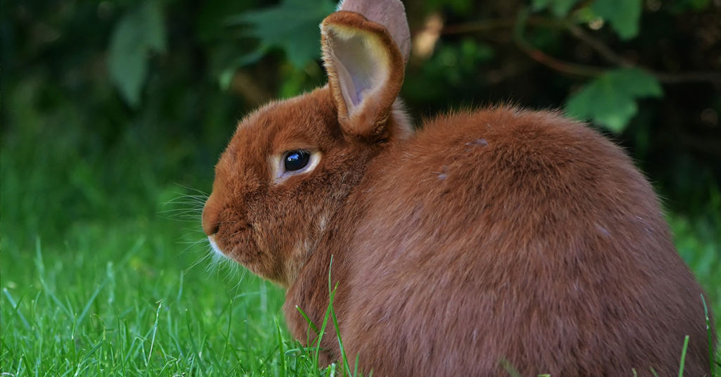 Comprehensive Guide To New Zealand Rabbits - The Garden Magazine