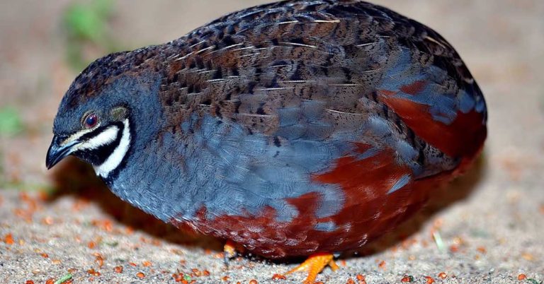 Incubating Button Quail Eggs Guide - The Garden Magazine