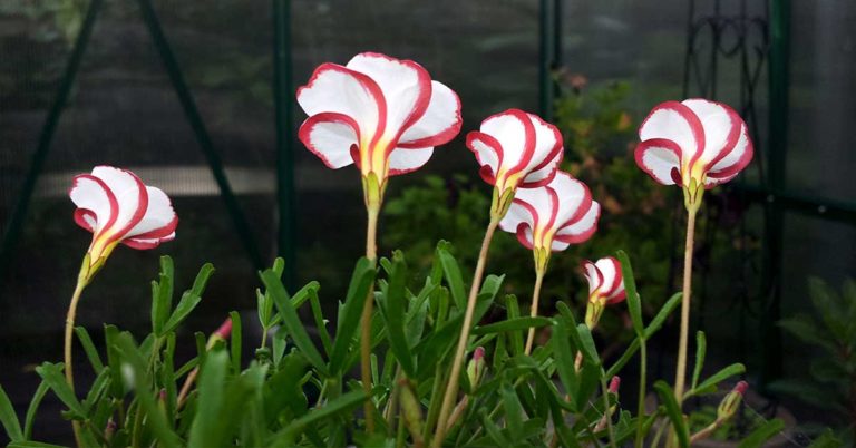 Candy Cane Oxalis Care And Growing Guide - The Garden Magazine