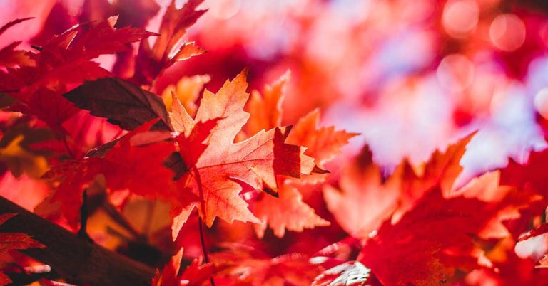 10 Trees With Red Fall Leaves - The Garden Magazine
