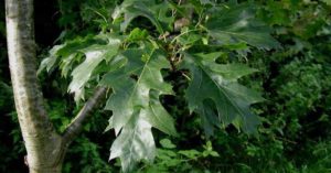 Northern Red Oak Planting And Care Guide - The Garden Magazine