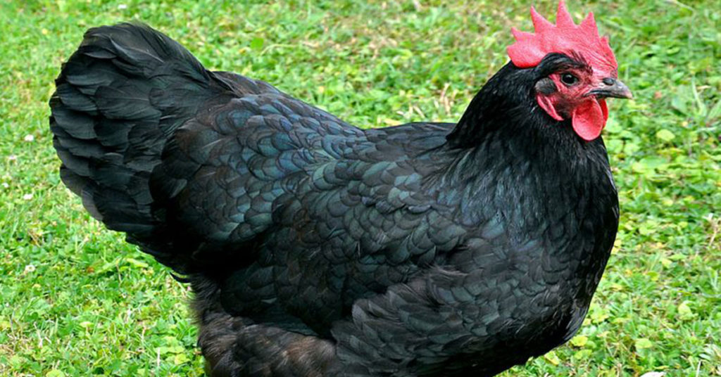 Australorp Chicken Care, Personality, And More - The Garden Magazine