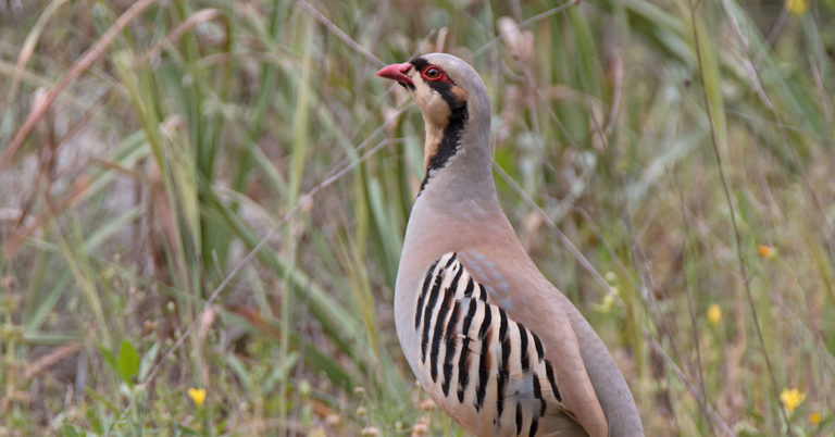 Comprehensive Guide To Incubating Chukar Eggs - The Garden Magazine