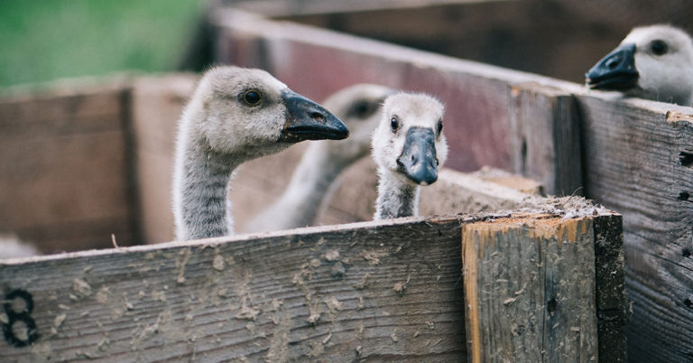 Comprehensive Guide To Incubating Goose Eggs - The Garden Magazine