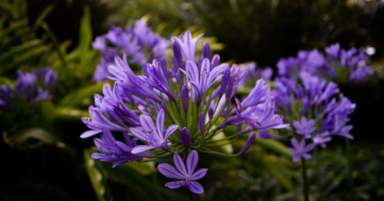 Agapanthus Growing & Care Guide - The Garden Magazine