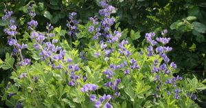 How To Grow And Care For Baptisia - The Garden Magazine