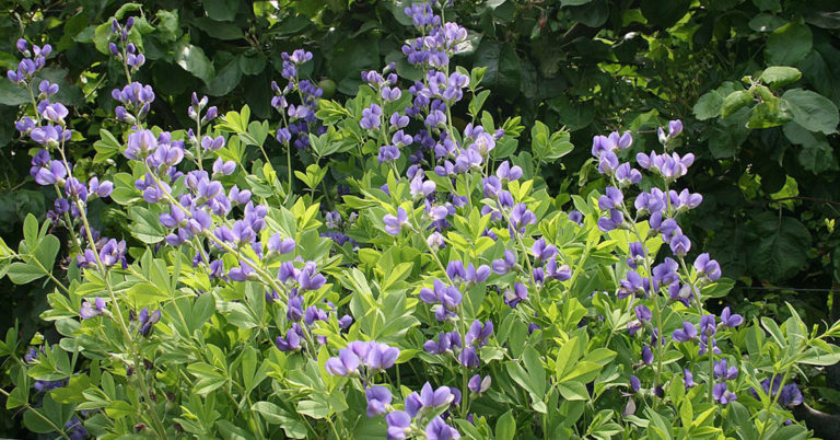 How To Grow And Care For Baptisia - The Garden Magazine