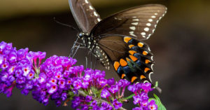 When And How To Deadhead Butterfly Bush - The Garden Magazine