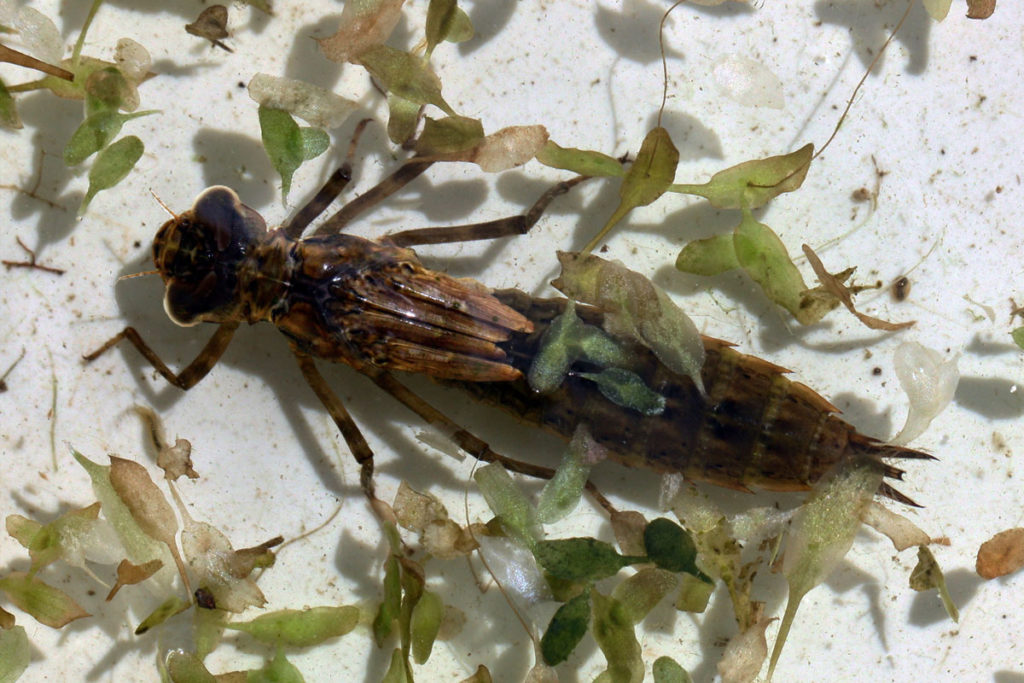 How To Attract Dragonflies To Your Garden - The Garden Magazine