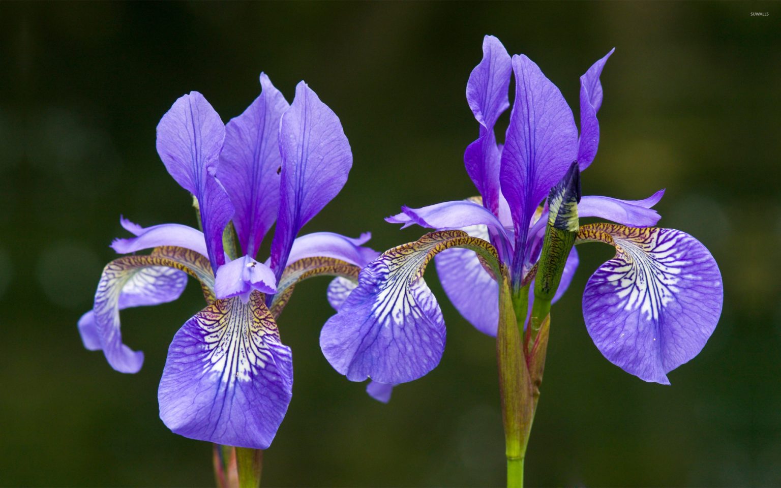 When To Plant Your Iris Bulbs For Each Growing Zone - The Garden Magazine