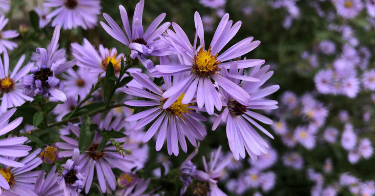 September Birth Flowers: Aster & Morning Glory - The Garden Magazine