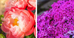 Flower Color Meanings & Symbolism - The Garden Magazine
