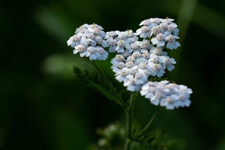 How To Grow And Care For Yarrow - The Garden Magazine