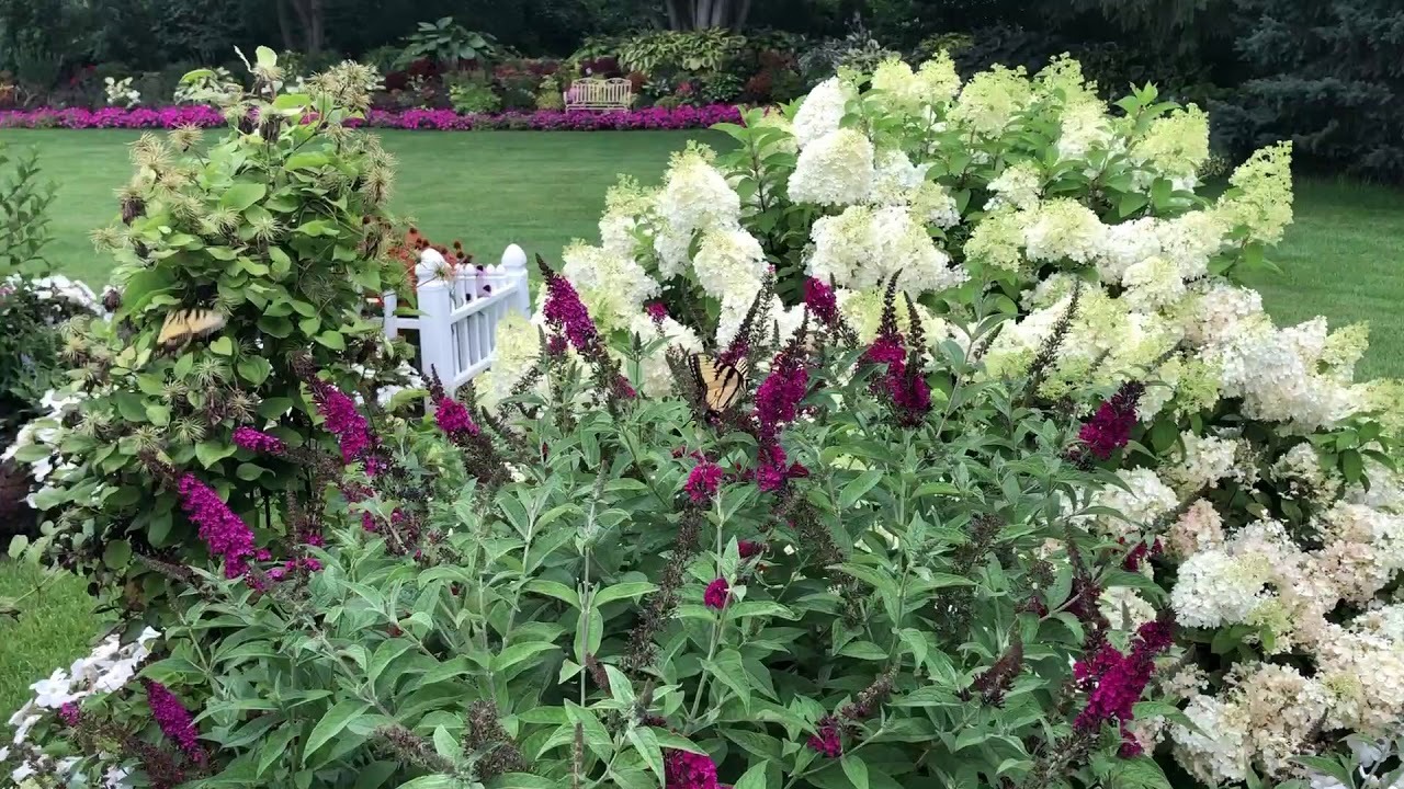 How To Grow Miss Molly Butterfly Bush - The Garden Magazine