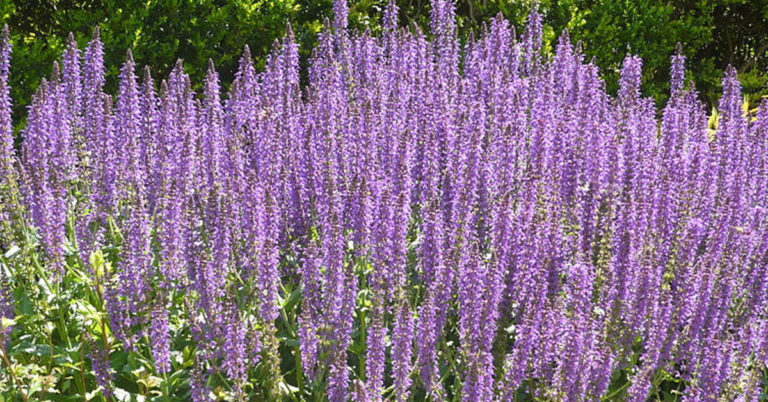 When And How To Deadhead Salvia - The Garden Magazine