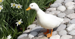 A Complete Guide To Call Duck Care - The Garden Magazine