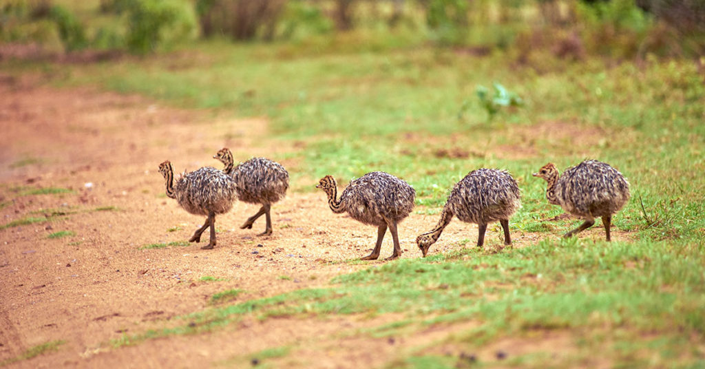 Comprehensive Guide To Incubating Emu Eggs - The Garden Magazine