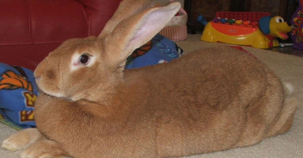 Comprehensive Guide To Flemish Giant Rabbit Care - The Garden Magazine