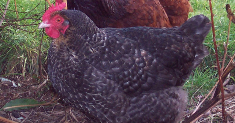 Comprehensive Guide To Maran Chicken Care - The Garden Magazine