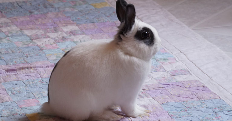 Comprehensive Guide To Rex Rabbit Care - The Garden Magazine